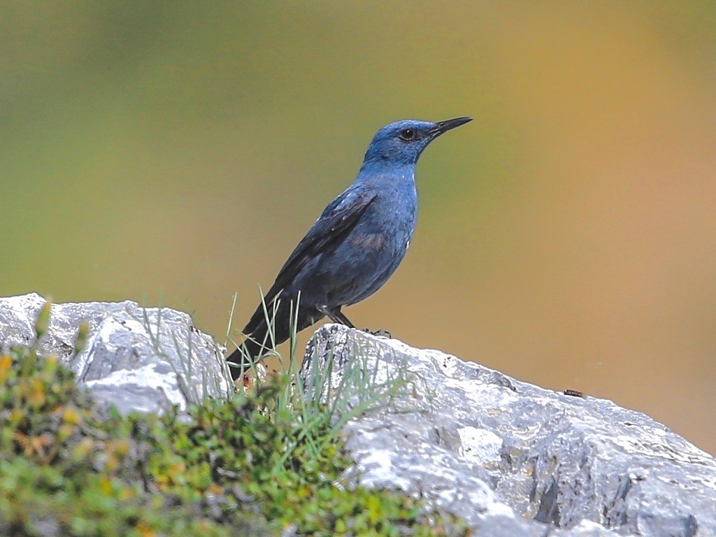 France Wildlife Holidays & Bird Watching tours 2025 | Wildlife Trails