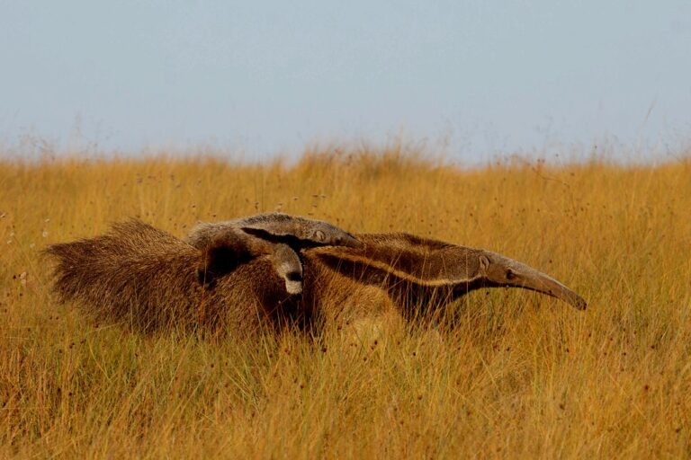 Giant Anteaters & Armadillos In Brazil | Wildlife Trails