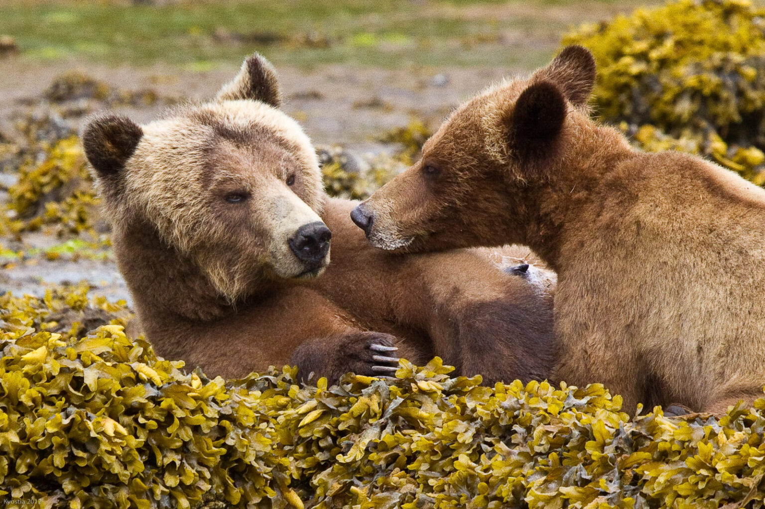 Grizzly Bear Viewing On Vancouver Island, Canada | Wildlife Trails