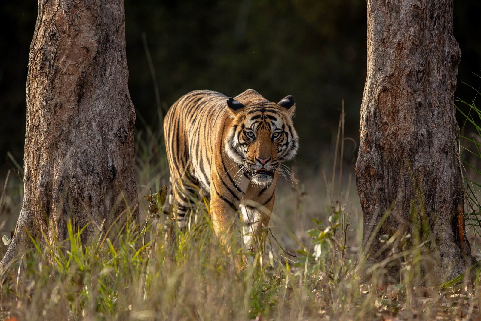 Tiger Safari Holidays & Tours In India | Wildlife Trails