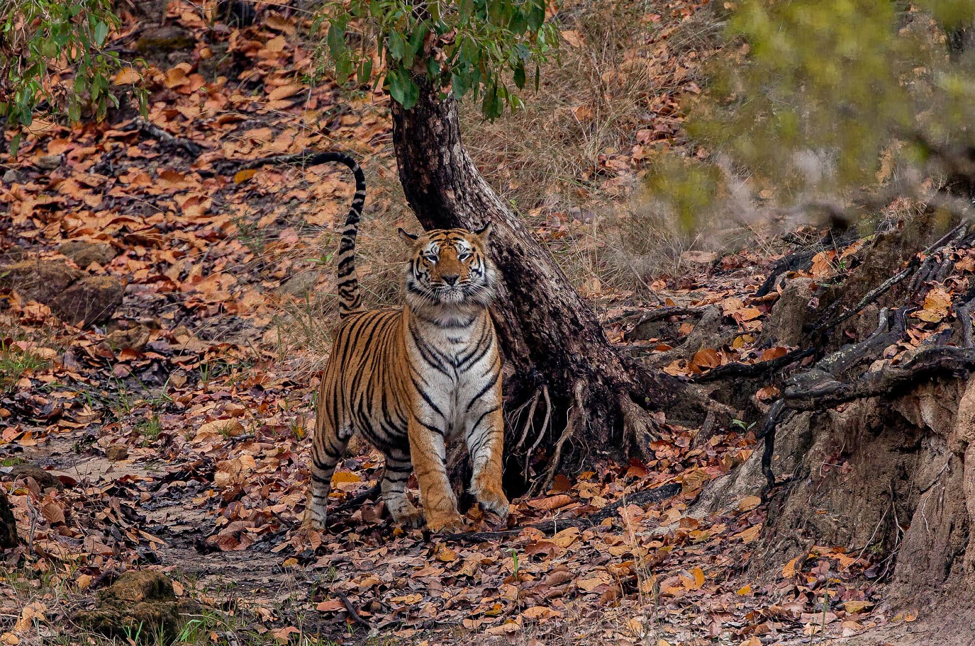 Best Places To See Tigers In India On Safari | Wildlife Trails