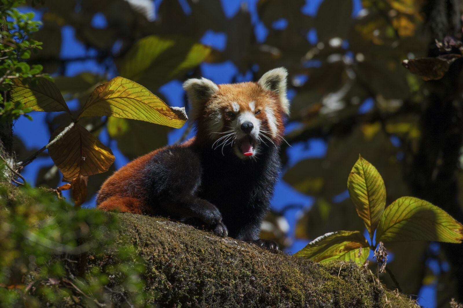 Red Panda wildlife holiday - Wildlife Trails