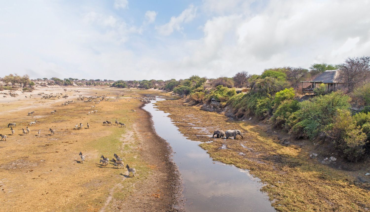 Botswana Safari Zebra Migration| Wildlife Trails