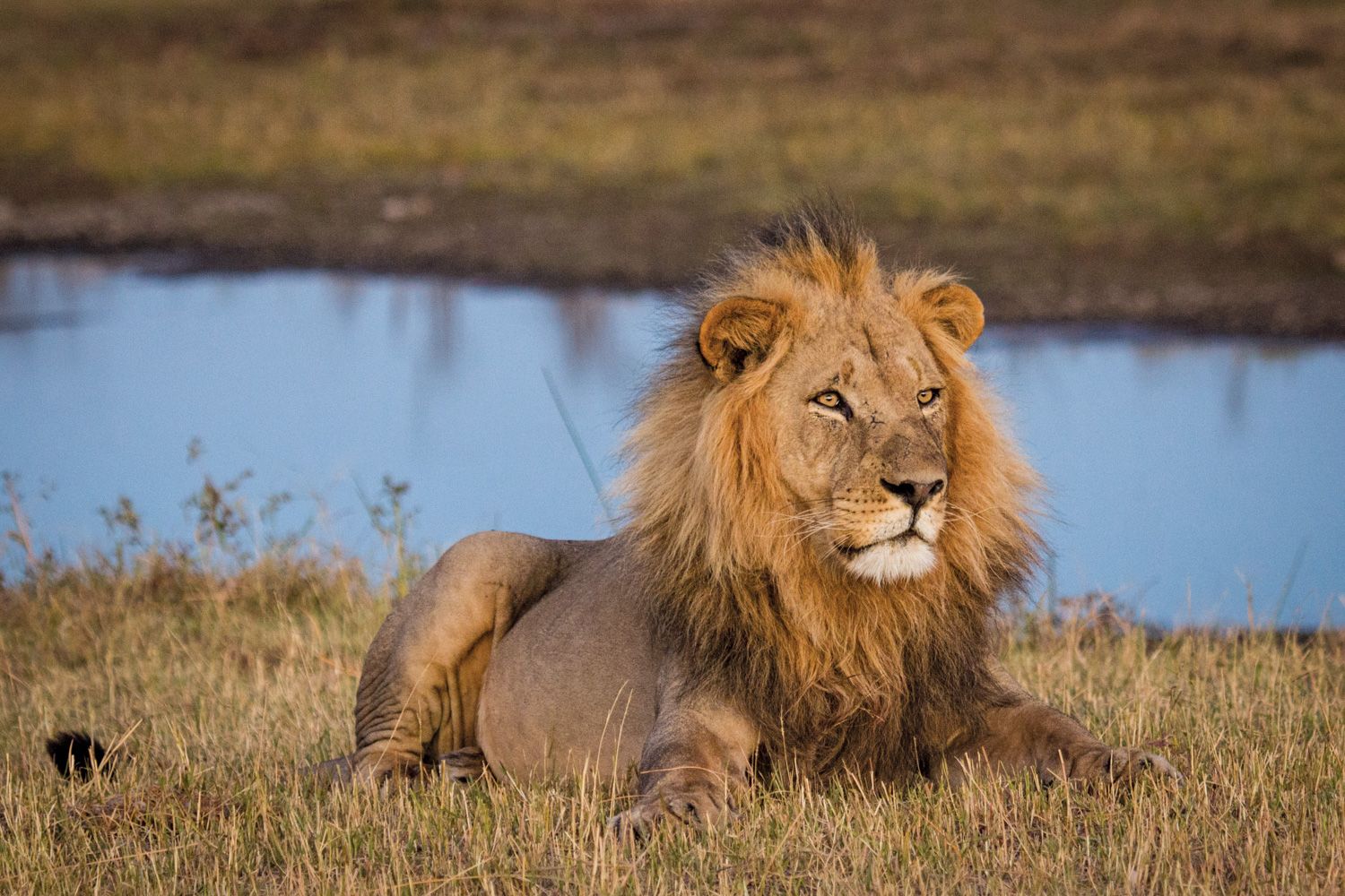 Botswana Safari Zebra Migration| Wildlife Trails