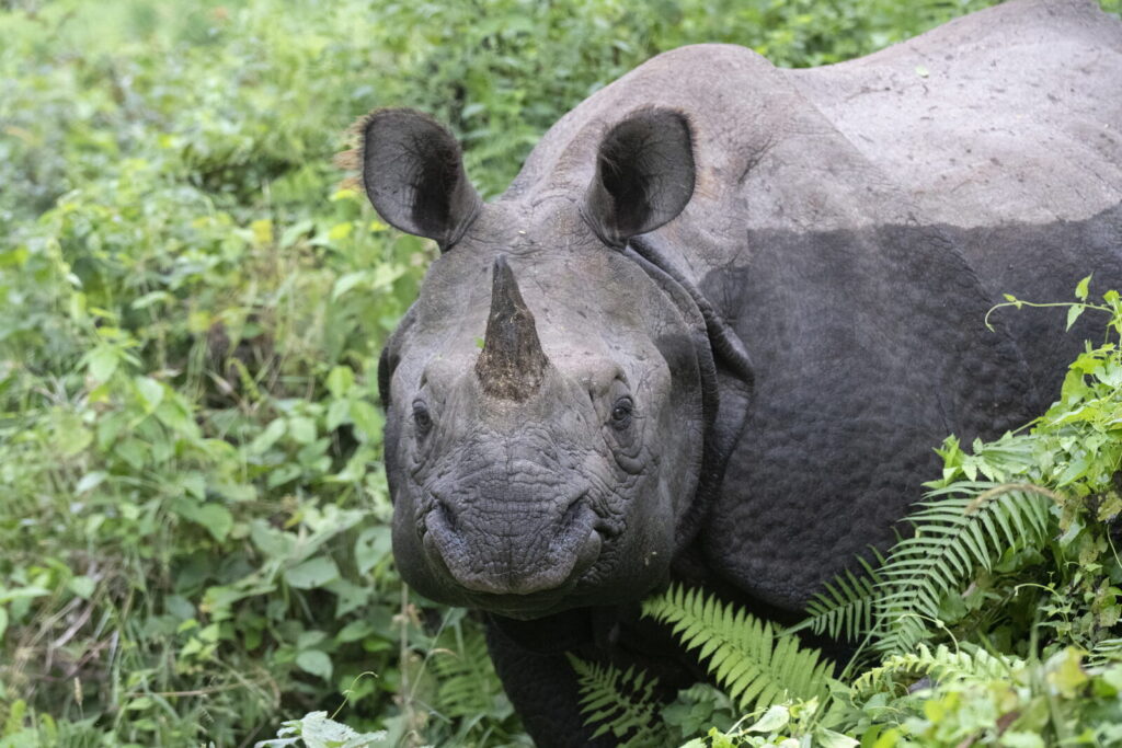 Tiger and Rhino safari in Nepal - Wildlife Trails