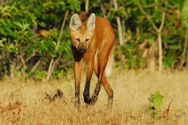 Brazil wildlife holidays focused on Maned Wolf and Jaguars - Wildlife ...