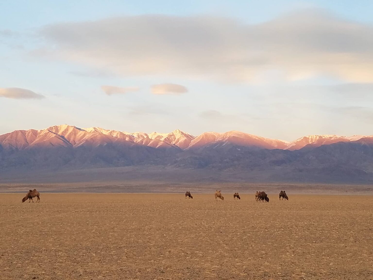 Mongolia Snow Leopard and Pallas Cat tour - Wildlife Trails