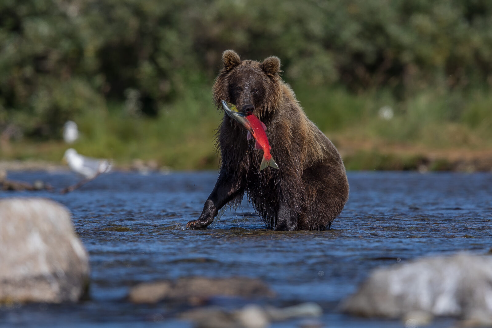 Alaska Wildlife Tour Grizzly Bear Safari Katmai Kodiak | Wildlife Trails