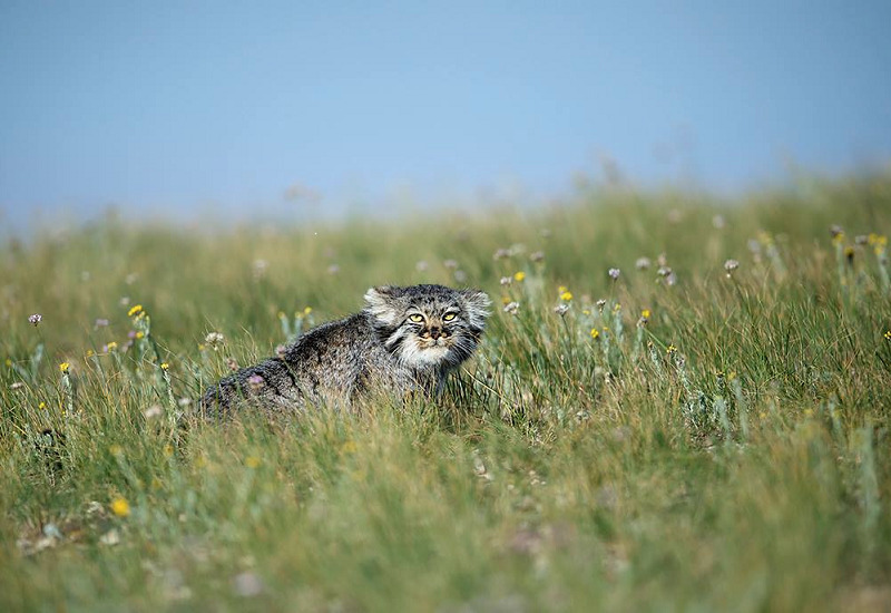 Mongolia Snow Leopard and Pallas Cat tour - Wildlife Trails
