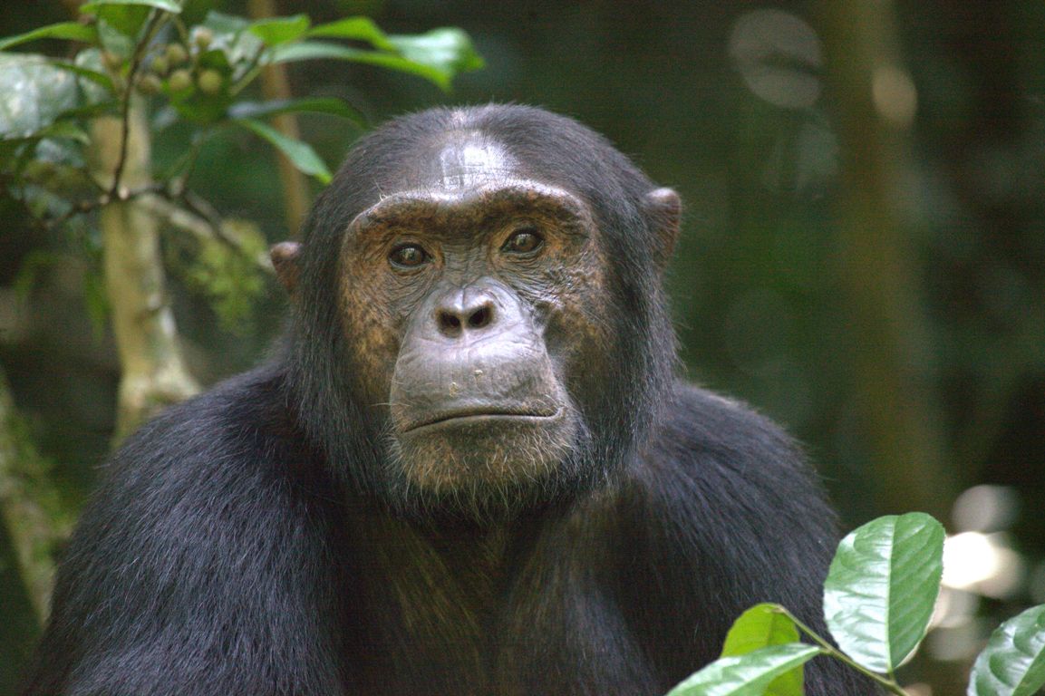 Free Full day chimp experience and Gorilla Trekking in Uganda ...