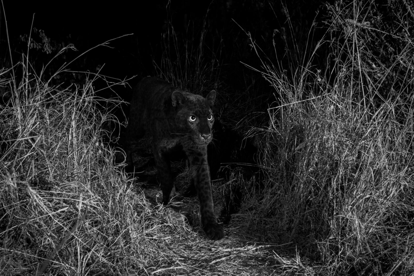 Black Panther safari in Kenya - Wildlife Trails