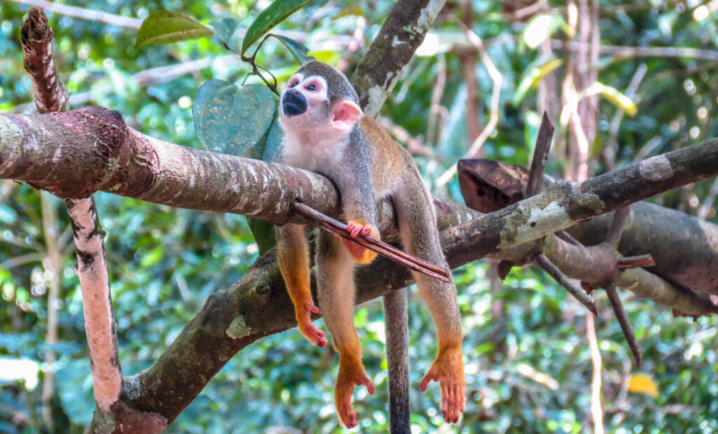 Jaguar and Andean Bear safari in Colombia - Wildlife Trails